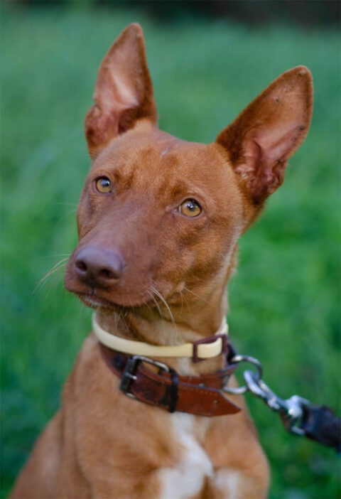 Podencos Andaluces: el perro de caza español por excelencia