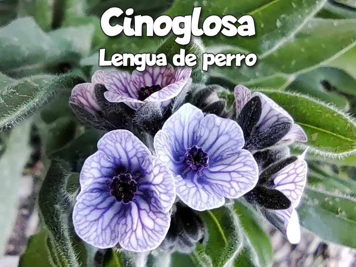 Planta De Lengua De Perro